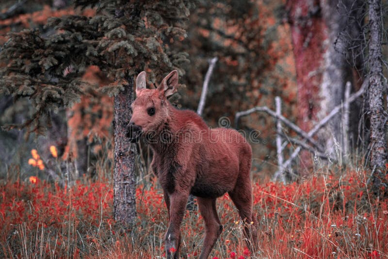 Closeup Shot of a Baby Moose in the Forest with Red Flowers Stock Image ...
