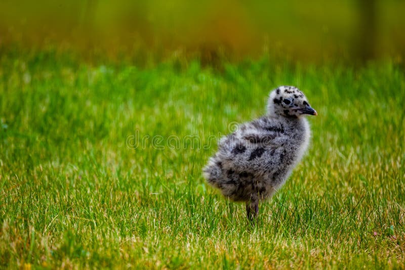 Closeup Shot of a Baby Seagull Nesting on a Meadow Stock Photo - Image ...