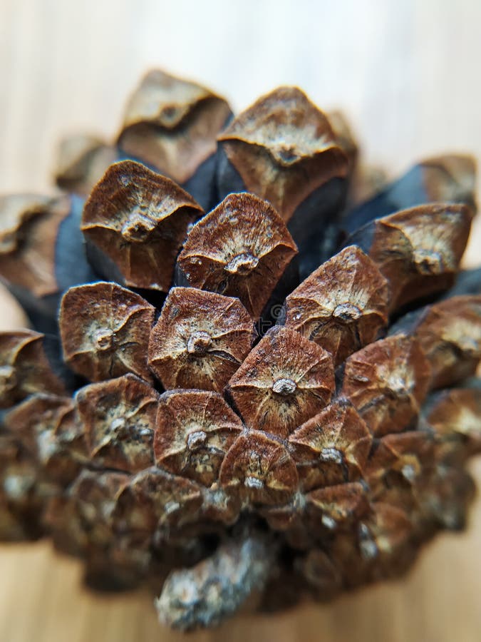 Pine Cone On Coniferous Tree Picture. Image: 82996639