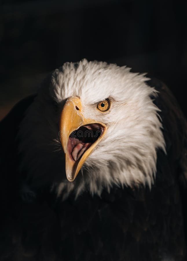 Closeup Shot of a Bald Eagle with an Open Beak Stock Photo - Image of ...