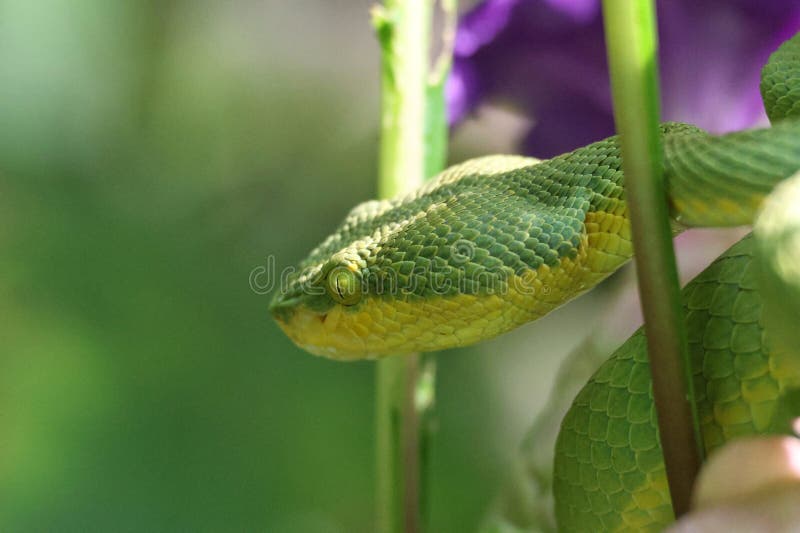 Closeup Shot of Bamboo Pit Viper Snake Stock Image - Image of snake ...