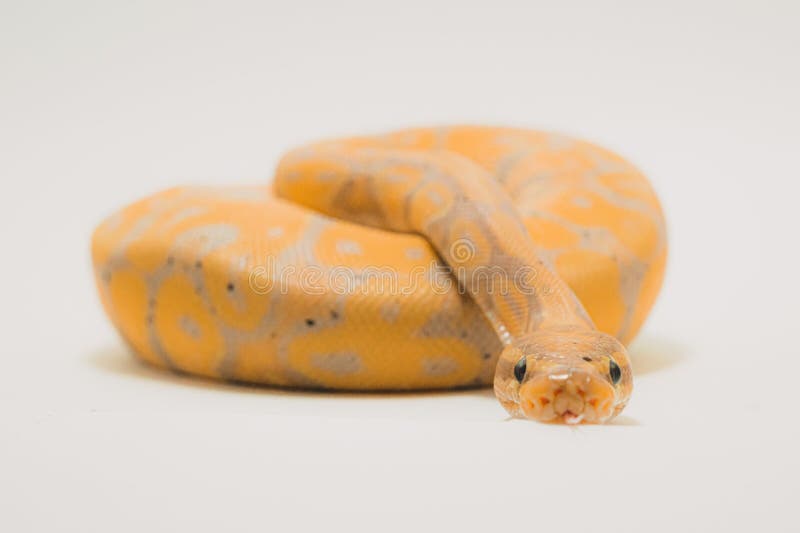 104 Banana Ball Python Stock Photos - Free & Royalty-Free Stock Photos ...
