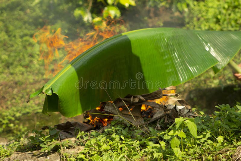 Closeup Shot of a Banana Leaf Being Burned on a Small Fire Stock Photo ...