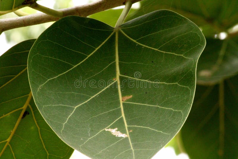 Closeup Shot of a Banyan Tree Leaf Stock Image - Image of natural ...