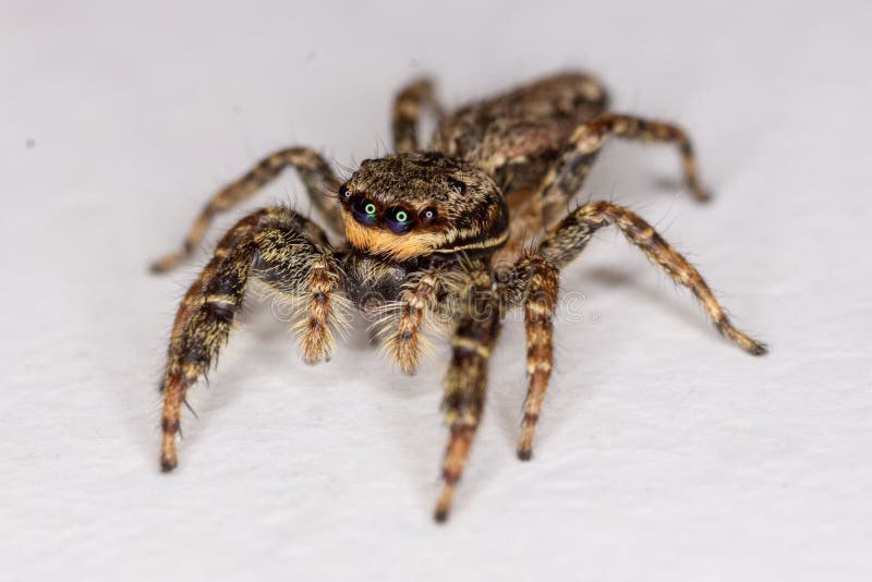 Closeup Shot of a Bark Jumping Spider Stock Photo - Image of white ...