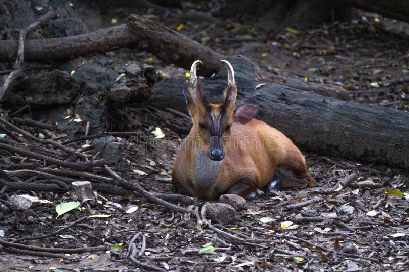 Closeup Shot of a Barking Deer Resting Editorial Photo - Image of bark ...