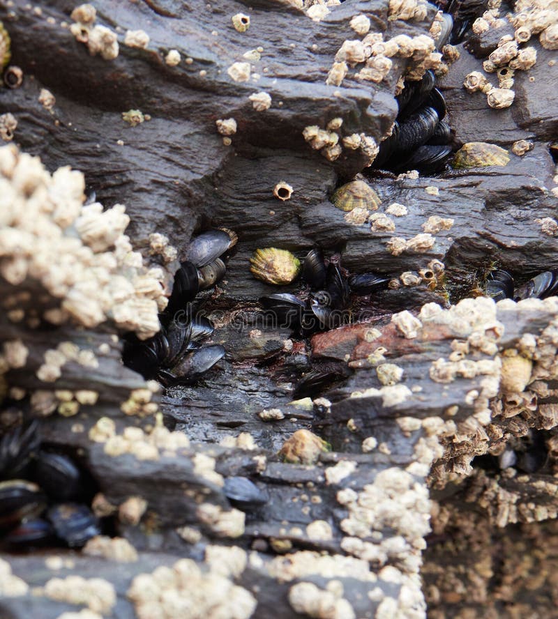 Closeup Shot of Barnacles Growing on Wet Sea Rocks Stock Image - Image ...