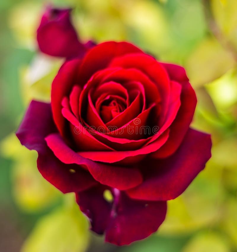 Closeup Shot of a Beautiful Bloomed Red Rose on Blurred Background ...