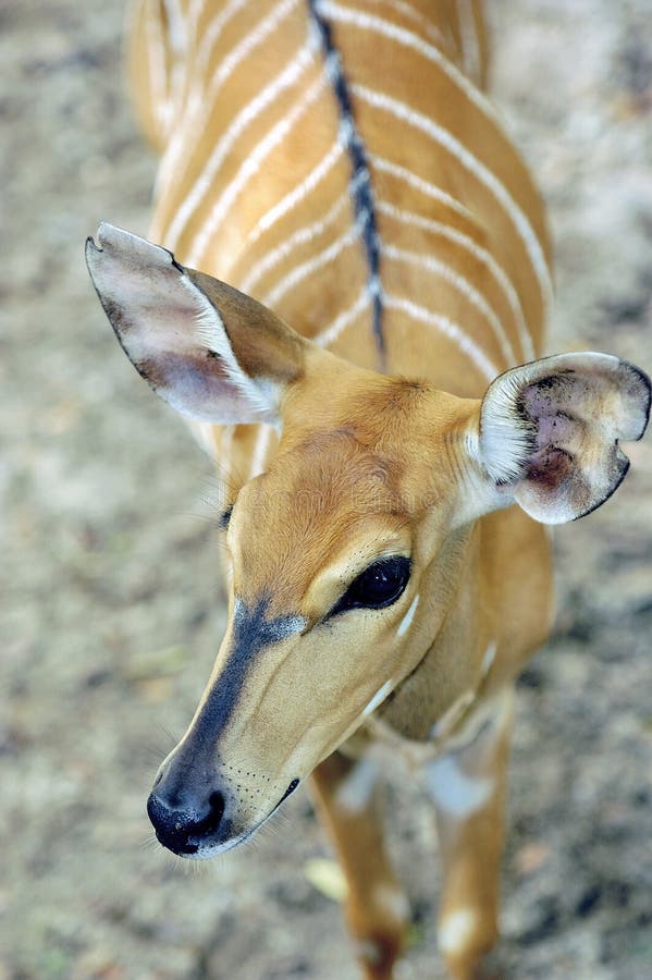 Female Bongo Antelope