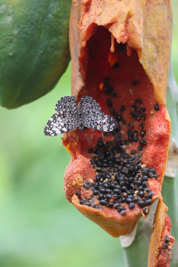 A Closeup Shot of a Beautiful Butterfly on Rotten Fruit Stock Photo - Image of organic, closeup ...