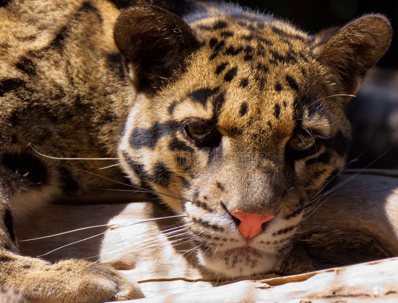 Closeup Shot of a Beautiful Clouded Leopard Staring at the Camera while ...