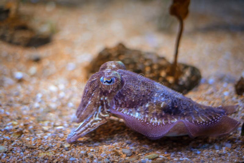 Closeup Shot of a Beautiful Cuttlefish Swimming Underwater Stock Photo ...