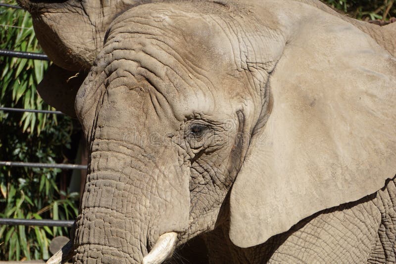 Closeup Shot of a Beautiful Elephant Under a Sunlight Stock Image ...