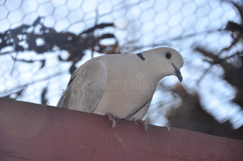 Dove looking down stock photo. Image of bird, dove, beautiful - 137147140