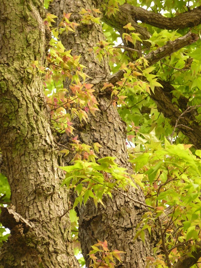 Closeup Shot of a Beautiful Formosan Sweet Gum Tree Stock Photo - Image ...