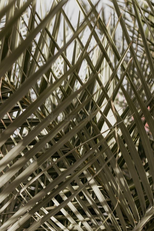 Closeup Shot of Beautiful Greenery of a Forest for Background or ...