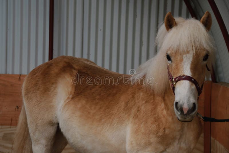 Closeup Shot of a Beautiful Haflinger Horse in a Ranch Stock Photo ...
