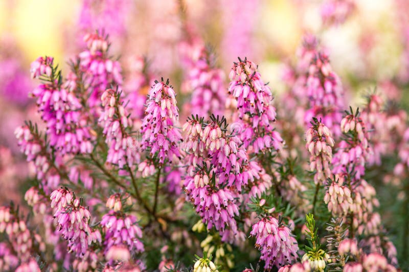 Beautiful Heather Field on a Background of a Sunset. Stock Photo ...