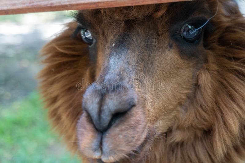 Sad Llama stock image. Image of lonely, animal, lonesome - 35272917