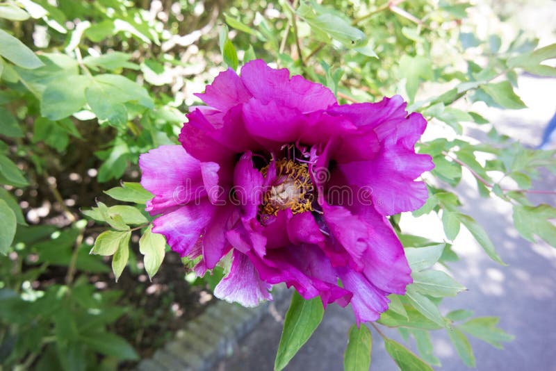 Closeup Shot of a Beautiful Pink Tree Peony Stock Photo - Image of leaf ...