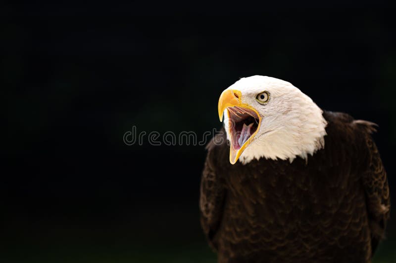 Closeup Shot of a Beautiful Powerful Bald Eagle Screeching Stock Image ...