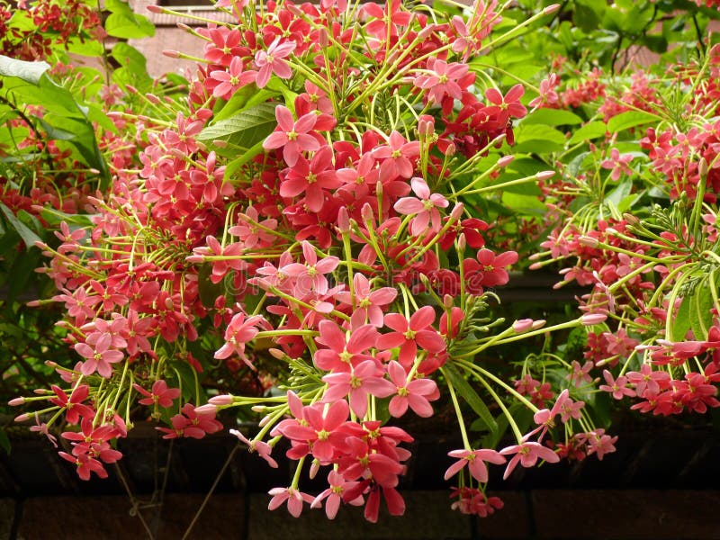 Beautiful Rangoon Creeper Flower or Quisqualis Indica Stock Image ...