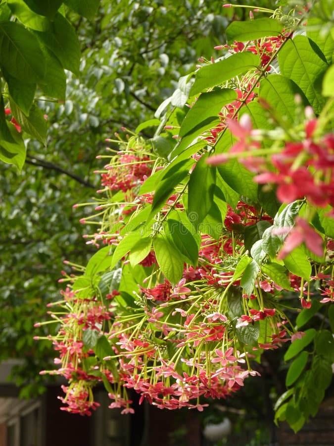 Closeup of Creepers, Climbing Plant on the Big Tree in Sunny Day of ...
