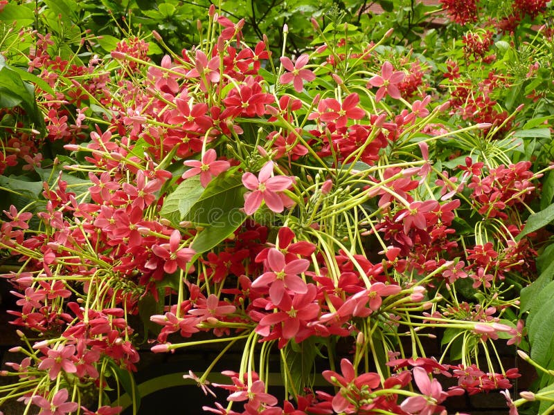 Beautiful Rangoon Creeper Flower or Quisqualis Indica Stock Image ...