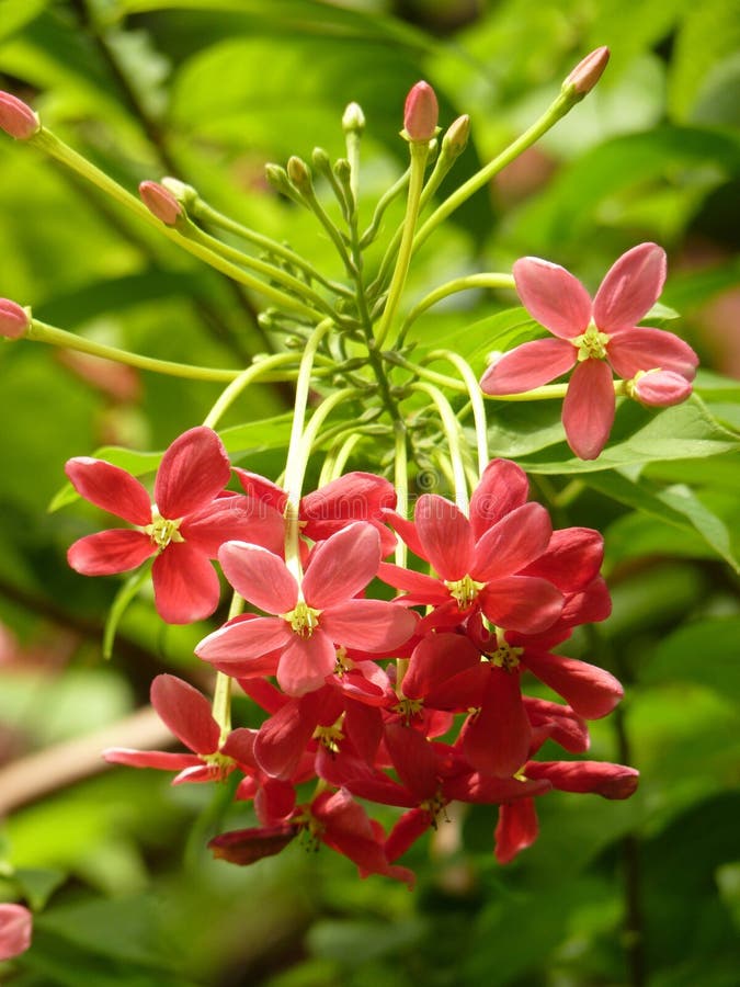 Beautiful Rangoon Creeper Flower or Quisqualis Indica Stock Image ...