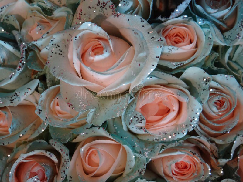 Closeup Shot of Beautiful Roses with Glitter Stock Image - Image of ...