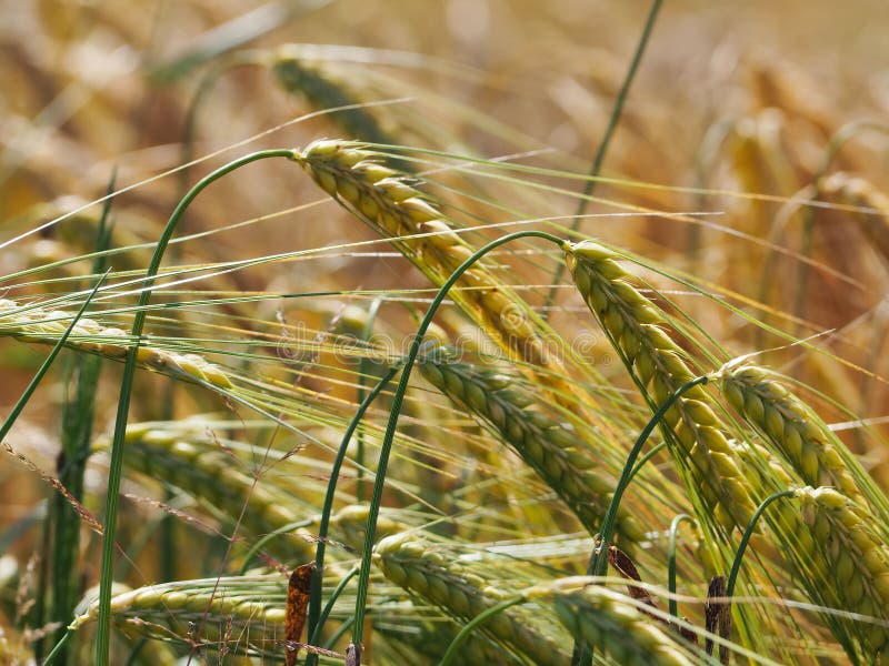Closeup Shot of Beautiful Ryes Growing in the Garden Stock Image ...