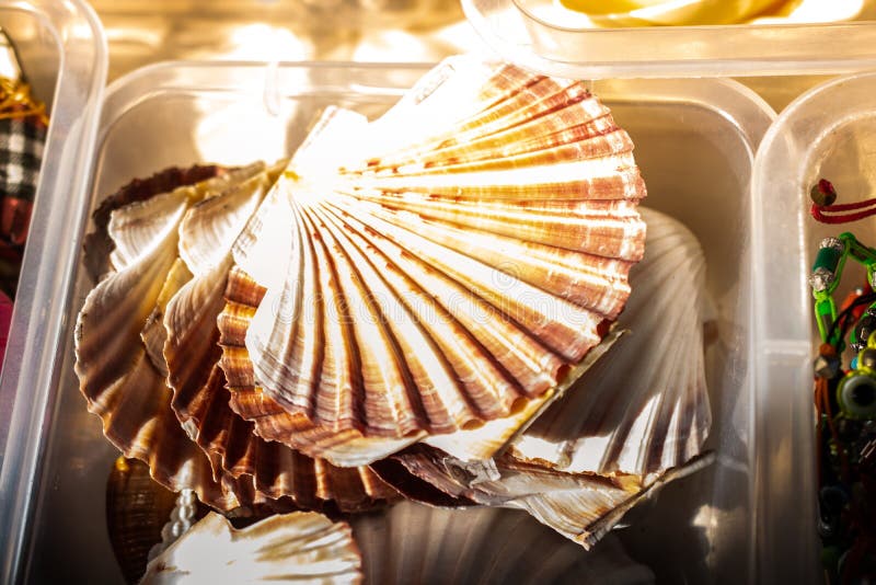 Closeup Shot of Beautiful Shell in a Clear Plastic Container in a ...