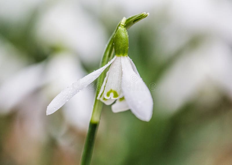 Closeup Shot of a Beautiful Snowdrop Stock Photo - Image of beauty ...