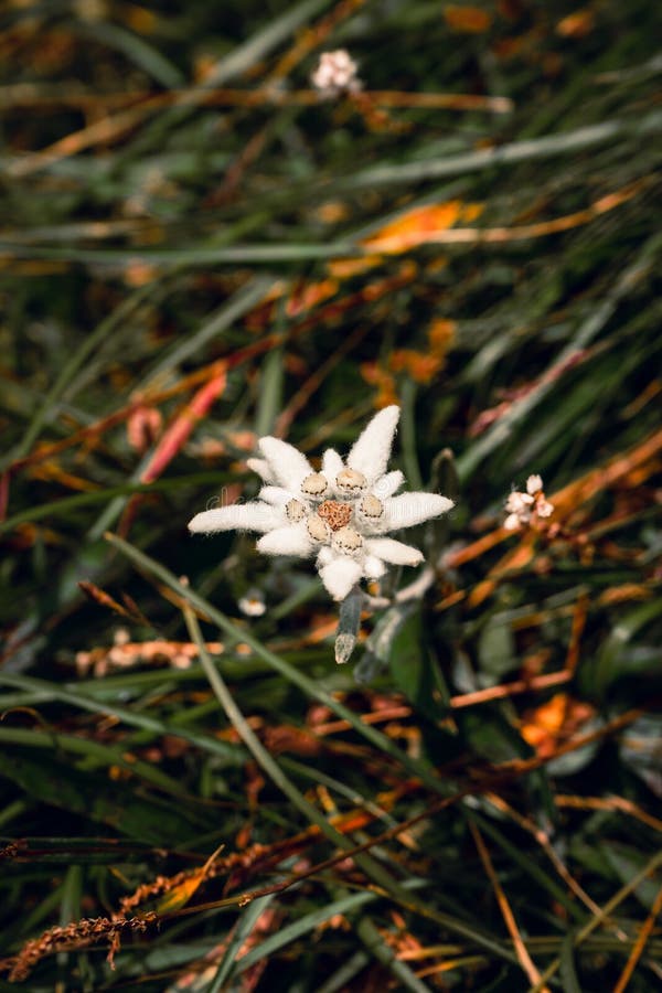 Closeup Shot of a Beautiful White Edelweiss Flower Stock Photo - Image ...