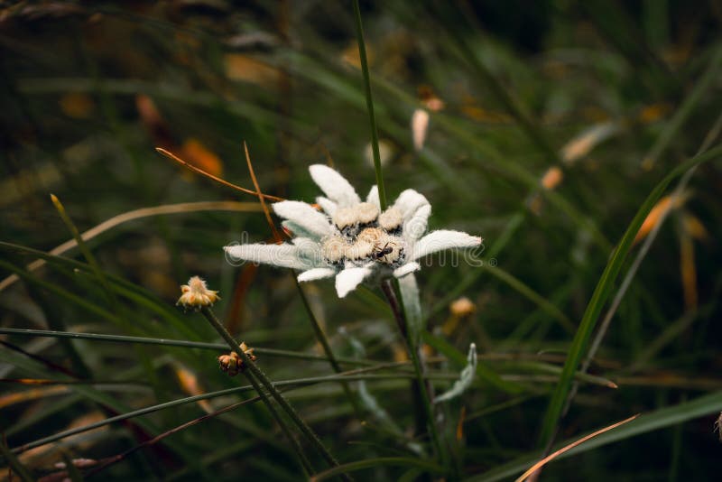 Closeup Shot of a Beautiful White Edelweiss Flower Stock Photo - Image ...