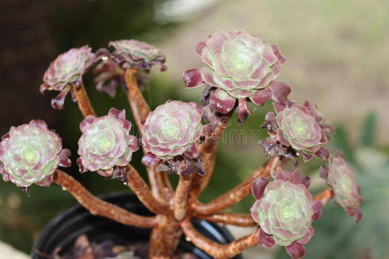 Closeup Shot of a Beautiful White Mexican Rose Tree Under the Sunlight ...