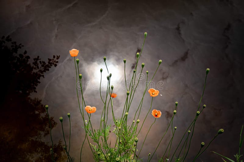 Closeup Shot of Beautiful Wildflowers with Dark Storm Clouds in the ...