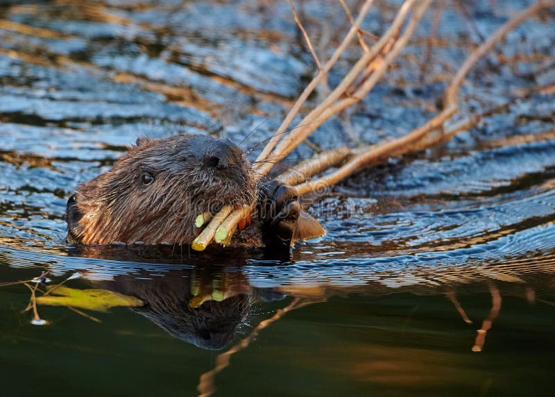 Closeup Shot of a Beaver Carrying the Pieces of Trees Stock Photo ...