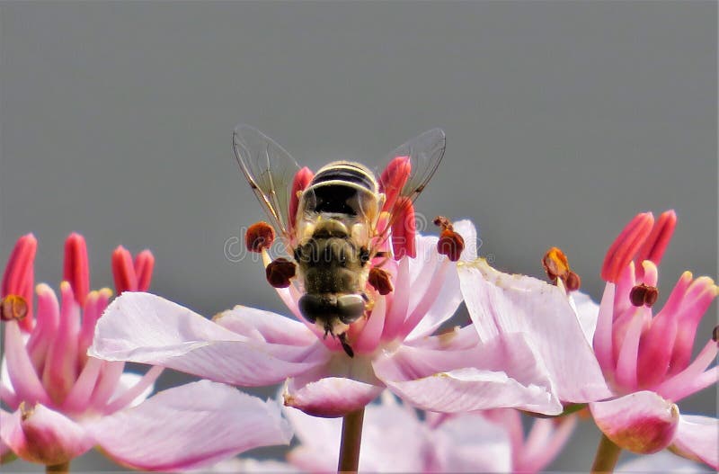 Closeup Shot of a Bee Drinking the Nectar of a Pink Flower Stock Image ...