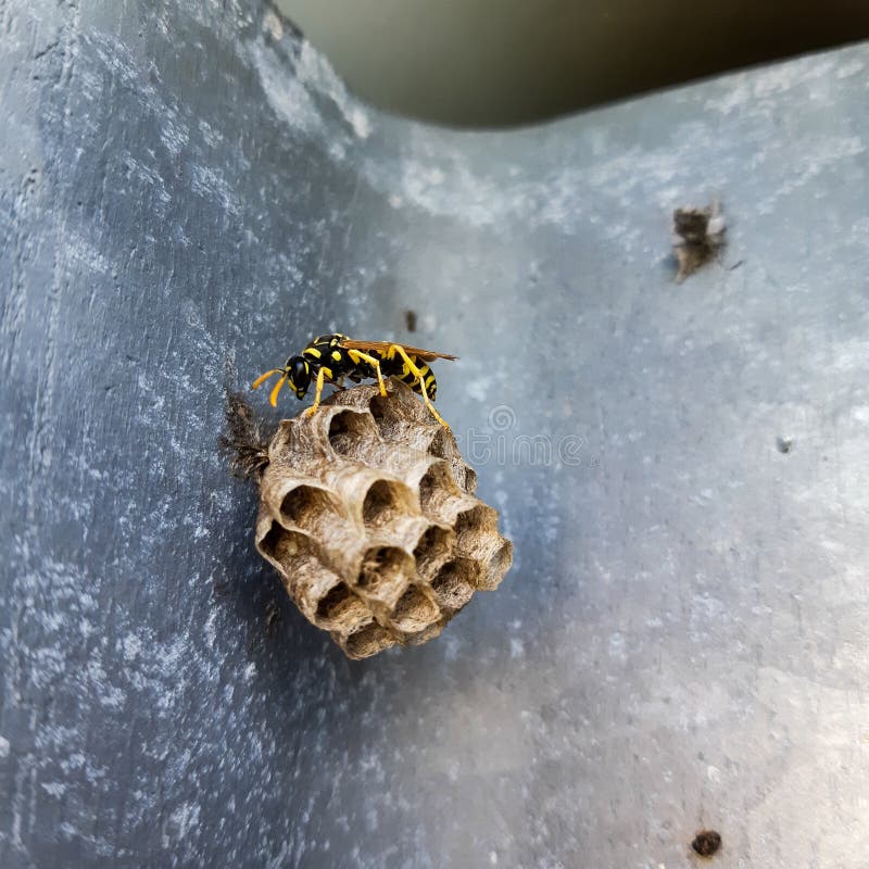 Closeup Shot of a Bee on a Dry Honeycomb on a Wall Stock Image - Image ...