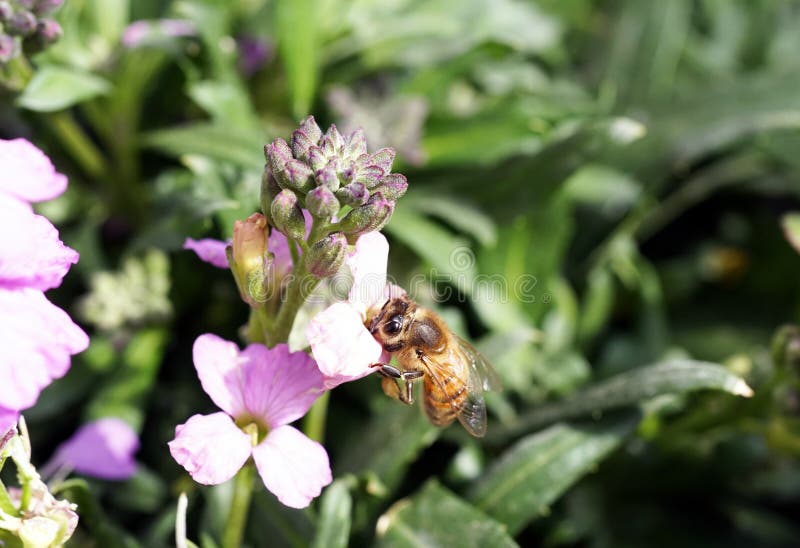 Closeup Shot of a Bee Sitting on a Flower Stock Photo - Image of ...