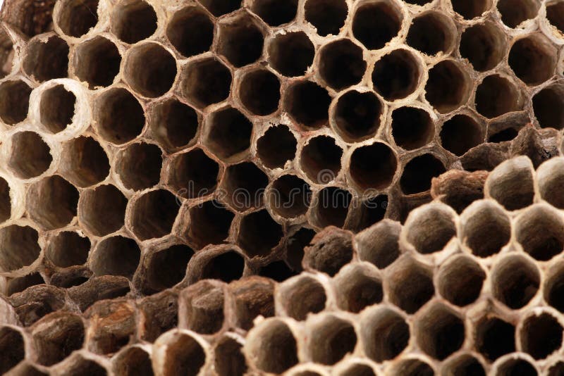 Closeup shot of a beehive stock image. Image of nature - 201961235