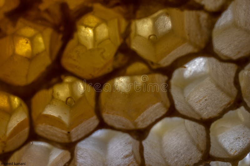 Beehive texture stock photo. Image of summer, wild, comb - 43569972