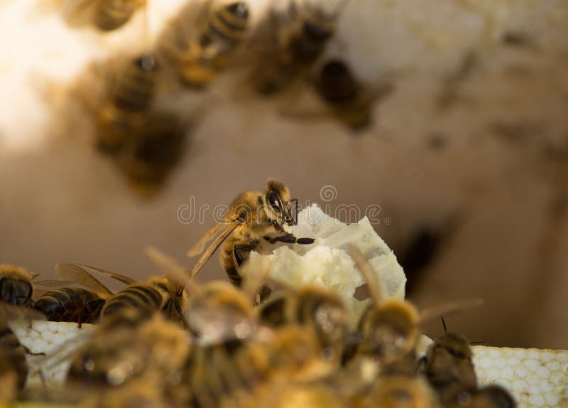 Closeup Shot of Bees Making Honey on a Honeycomb- Traditional ...
