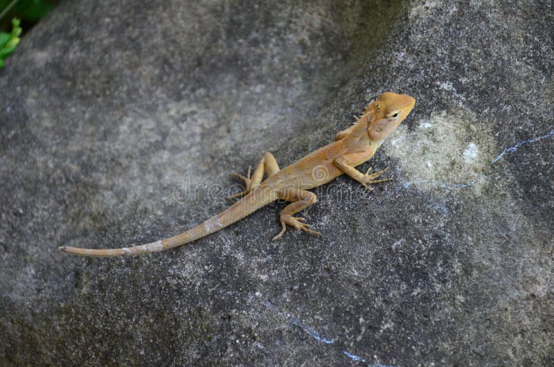 Beige lizard in terrarium stock image. Image of common - 197263725