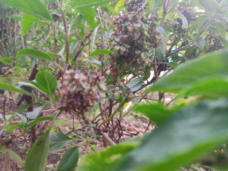 Besil Herb Stock Photos - Free & Royalty-Free Stock Photos from Dreamstime