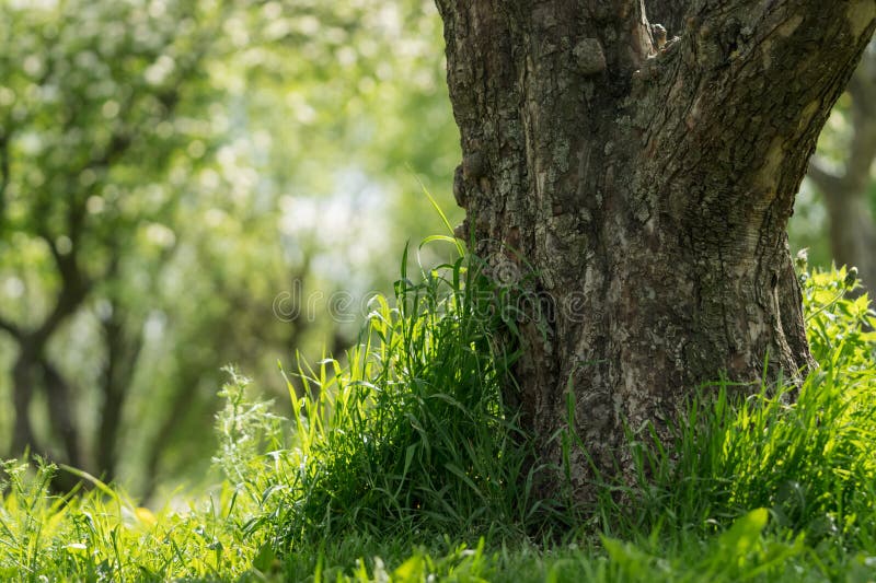 Closeup Shot of Big Apple Tree in a Garden Stock Image - Image of ...