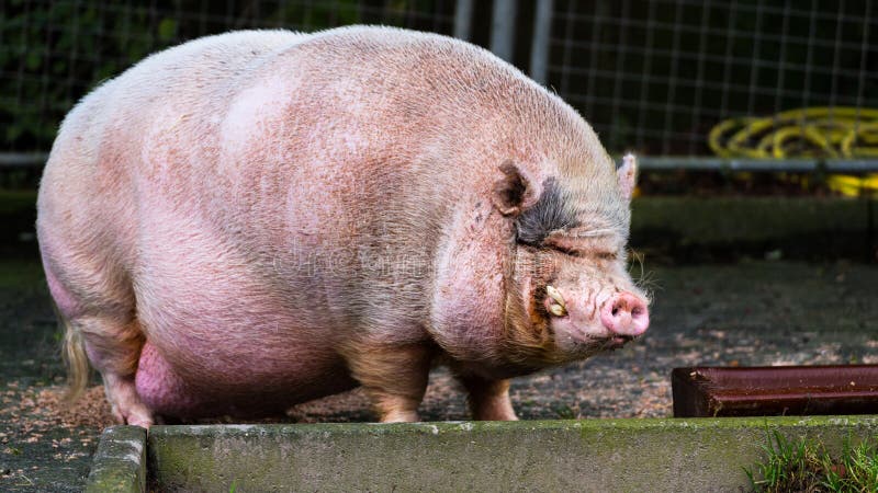 Closeup Shot of a Big Fat Pig Stock Photo - Image of close, diet: 262376376