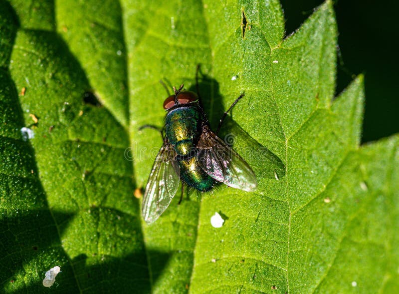 Closeup Shot of Big Fly on a Green Leaf Stock Image - Image of single ...