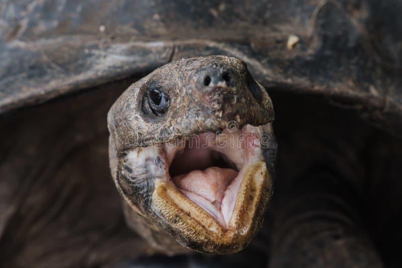 1,373 Turtle Mouth Photos - Free & Royalty-Free Stock Photos from ...